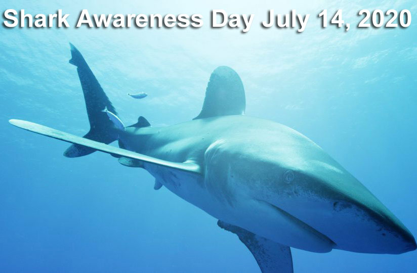 Watch these great films to celebrate Shark Awareness Day!
